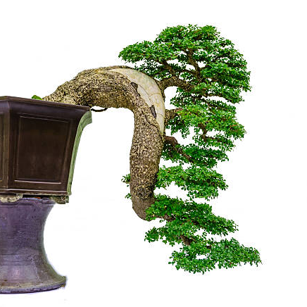 Cascade and Semi-Cascade – Red Gate Bonsai